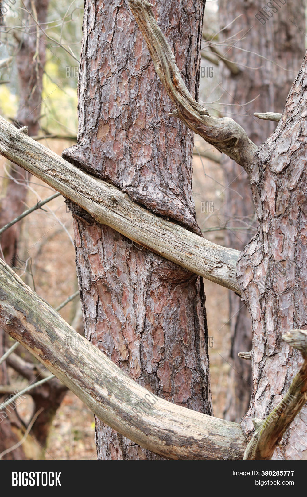 Limb Grows Into Trunk Image & Photo (Free Trial) | Bigstock