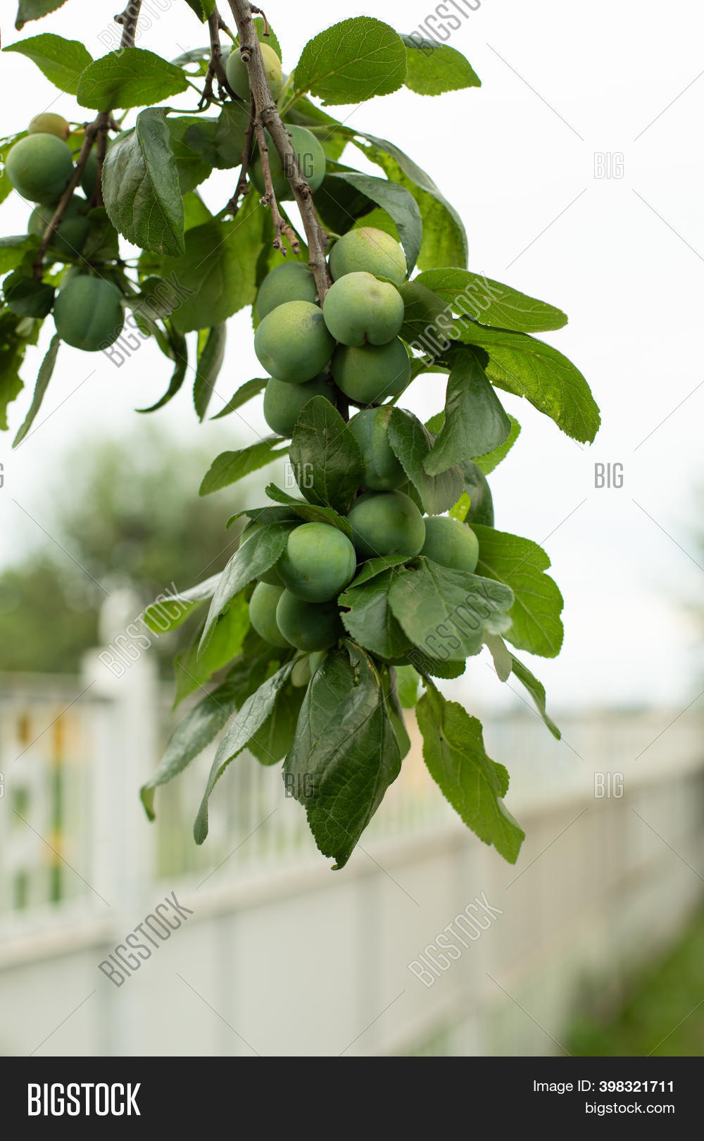 Plum Tree Branch Green Image & Photo (Free Trial) | Bigstock