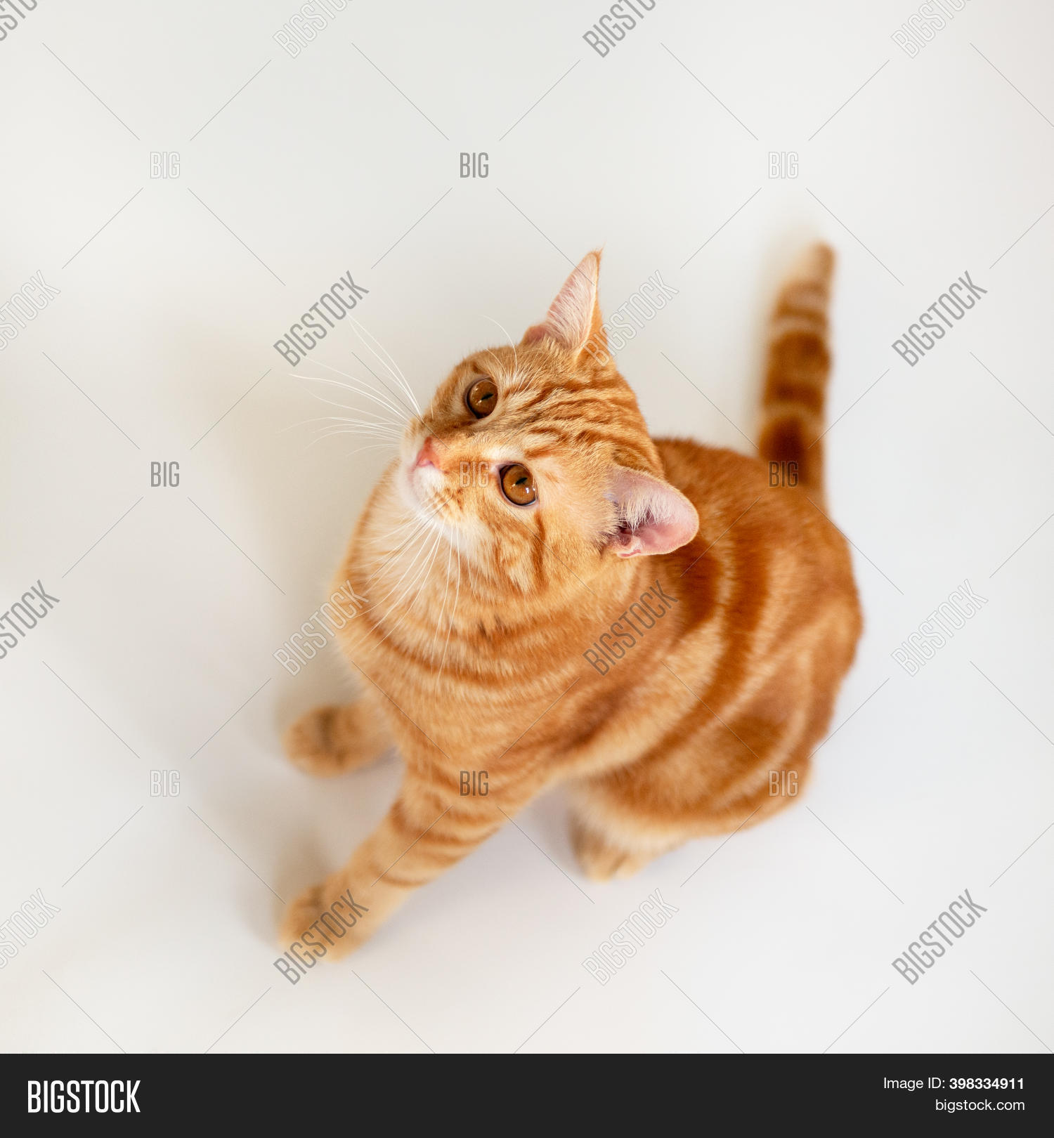 Funny Young Tabby Red Image & Photo (Free Trial) | Bigstock