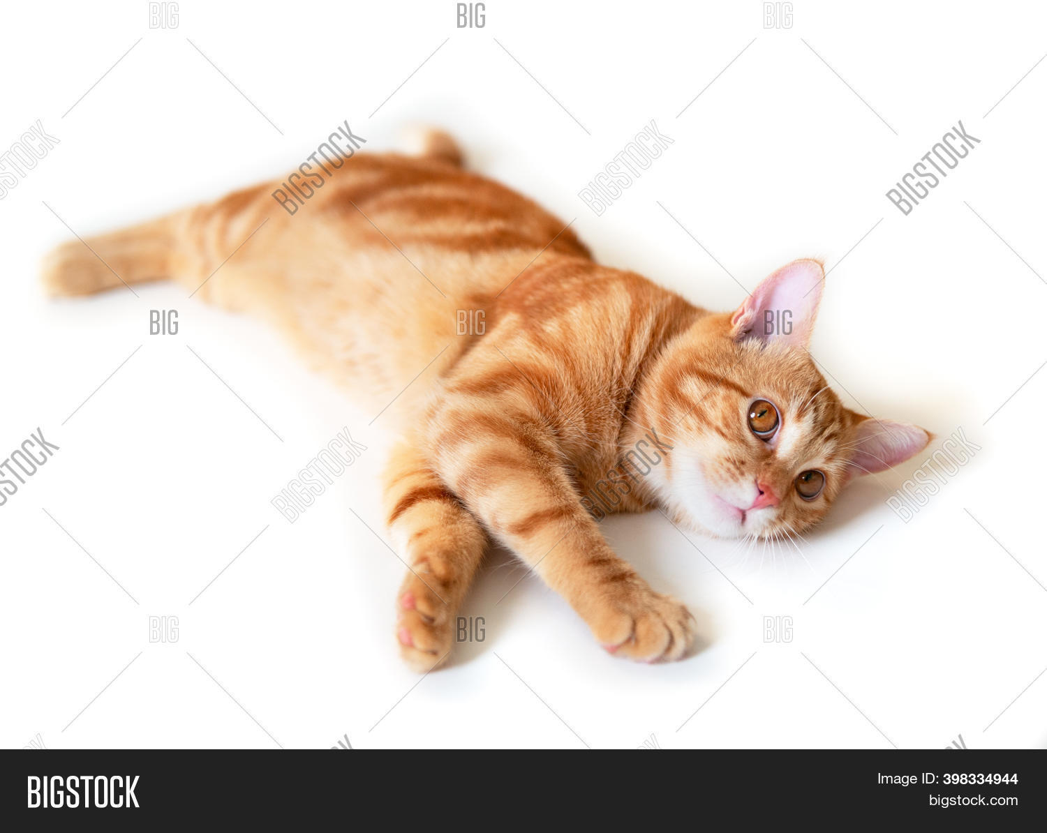 Funny Young Tabby Red Image & Photo (Free Trial) | Bigstock