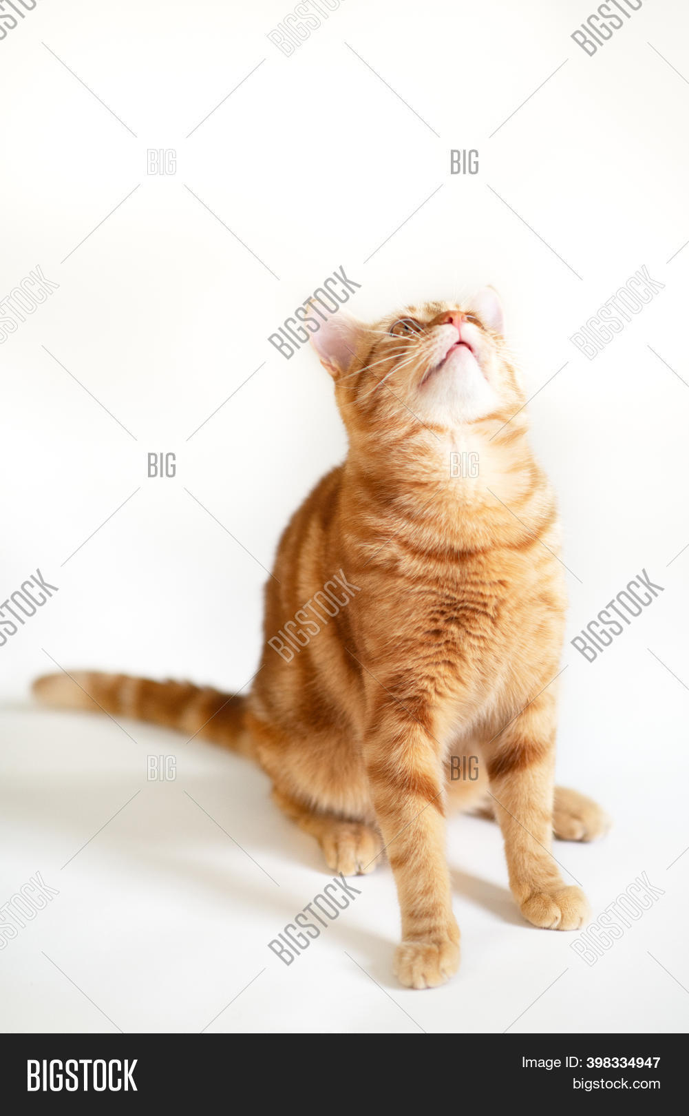 Funny Young Tabby Red Image & Photo (Free Trial) | Bigstock