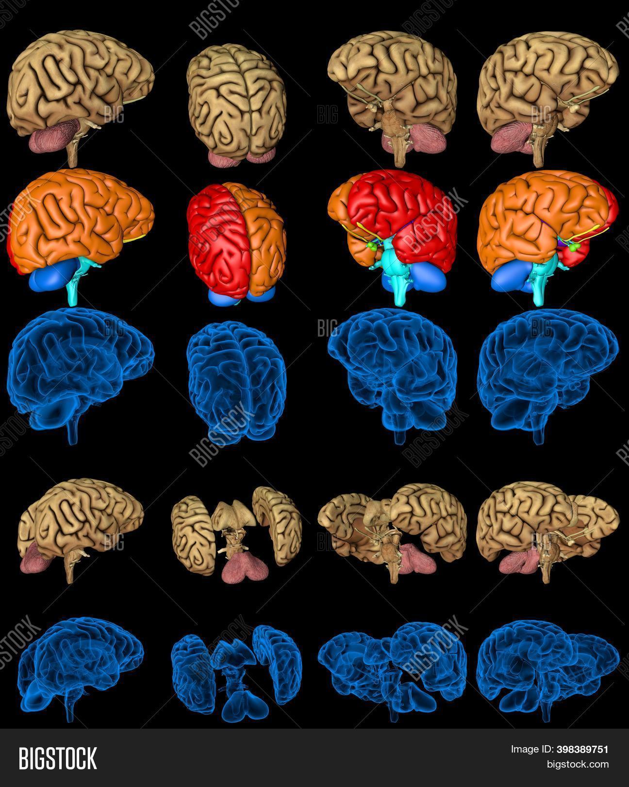 Set Isolated Brain Image & Photo (Free Trial) | Bigstock