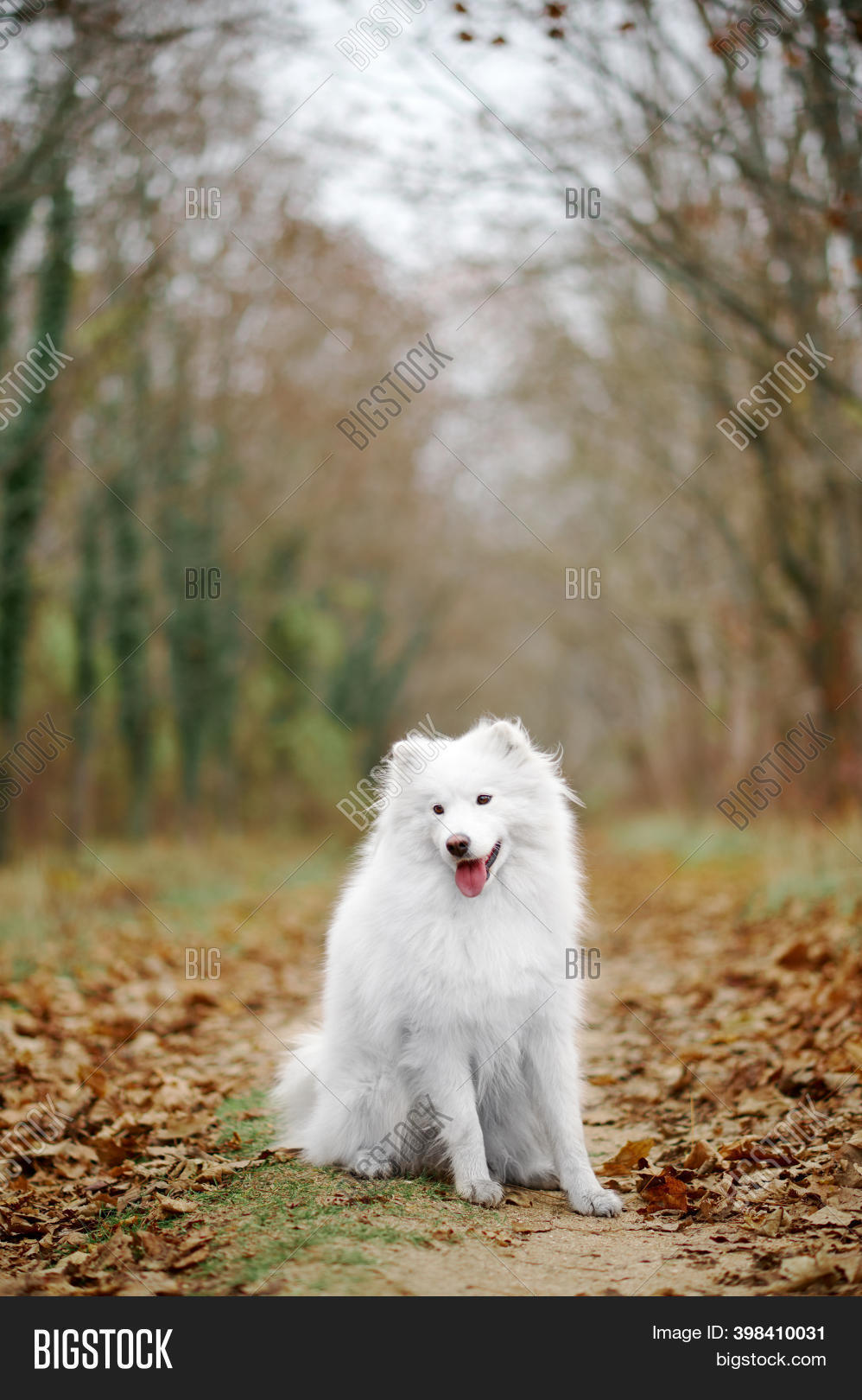Samoyed Dog Sitting Image & Photo (Free Trial) | Bigstock