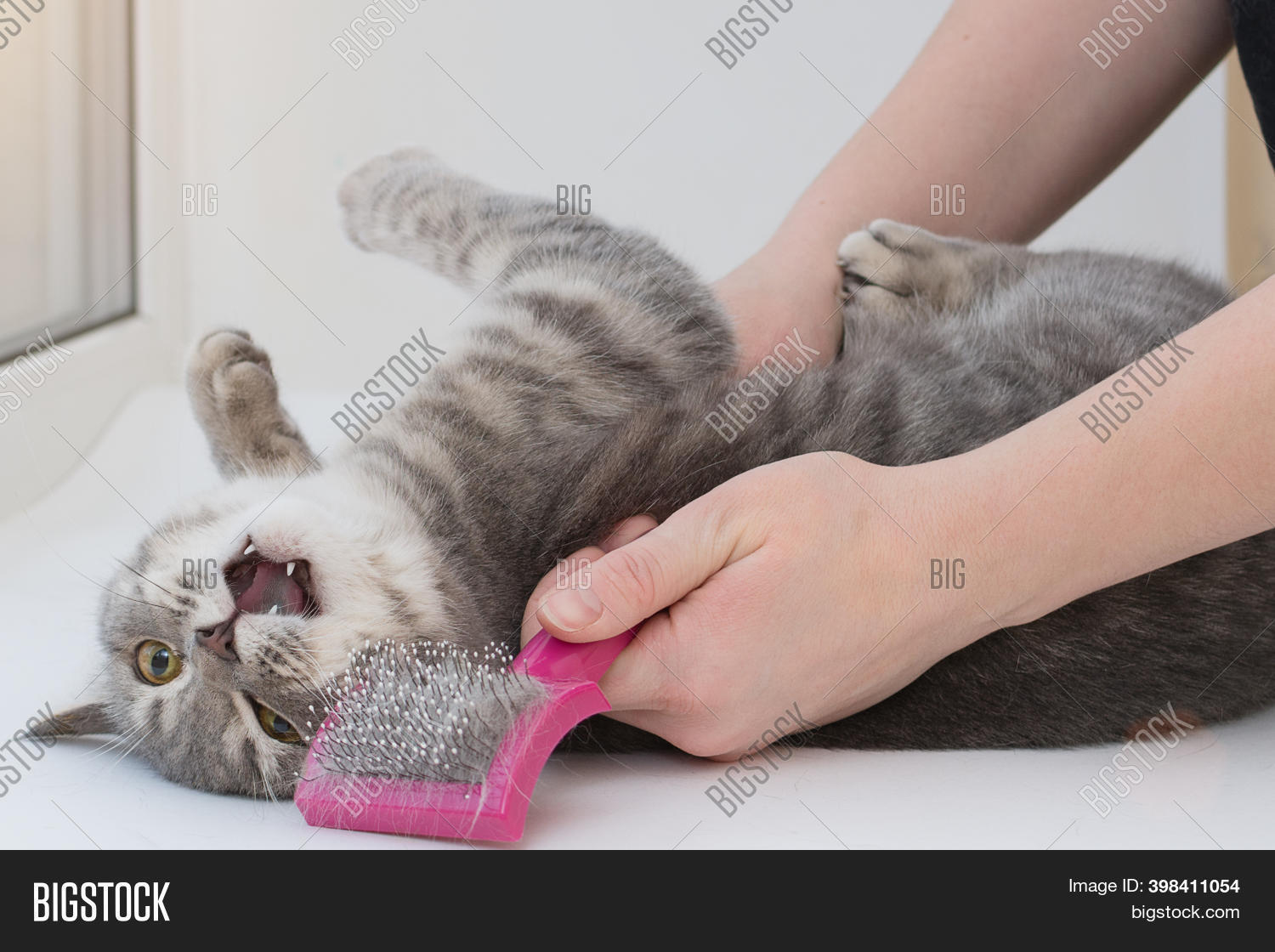 Close- Lying Angry Cat Image & Photo (Free Trial) | Bigstock