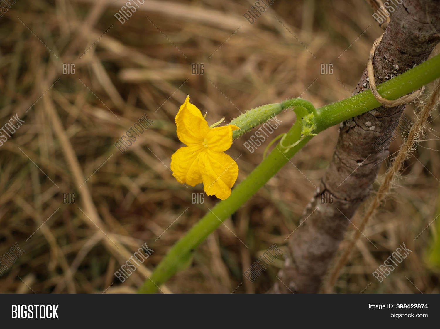 Yellow Cucumber Flower Image & Photo (Free Trial) | Bigstock