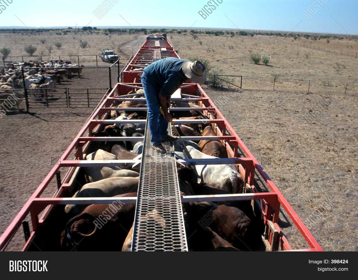 Checking Cattle Image & Photo (Free Trial) | Bigstock