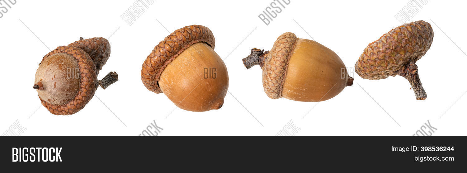 Isolated Acorns, Acorn Image & Photo (Free Trial) | Bigstock