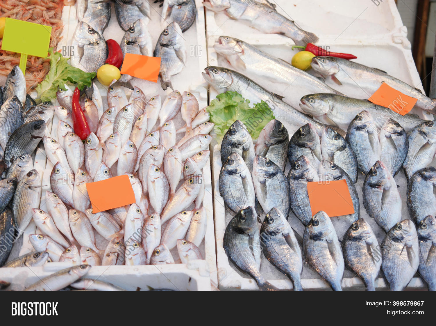 Fish Display Fish Image & Photo (Free Trial) | Bigstock