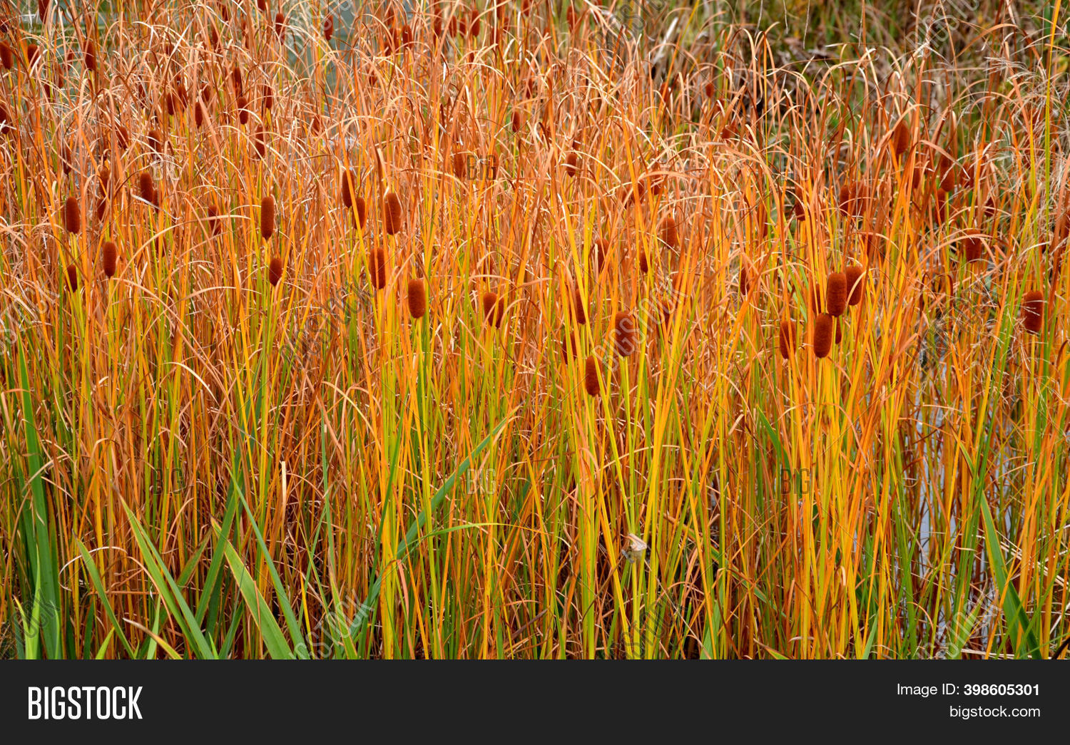 Smallest Cattail Grows Image & Photo (Free Trial) | Bigstock
