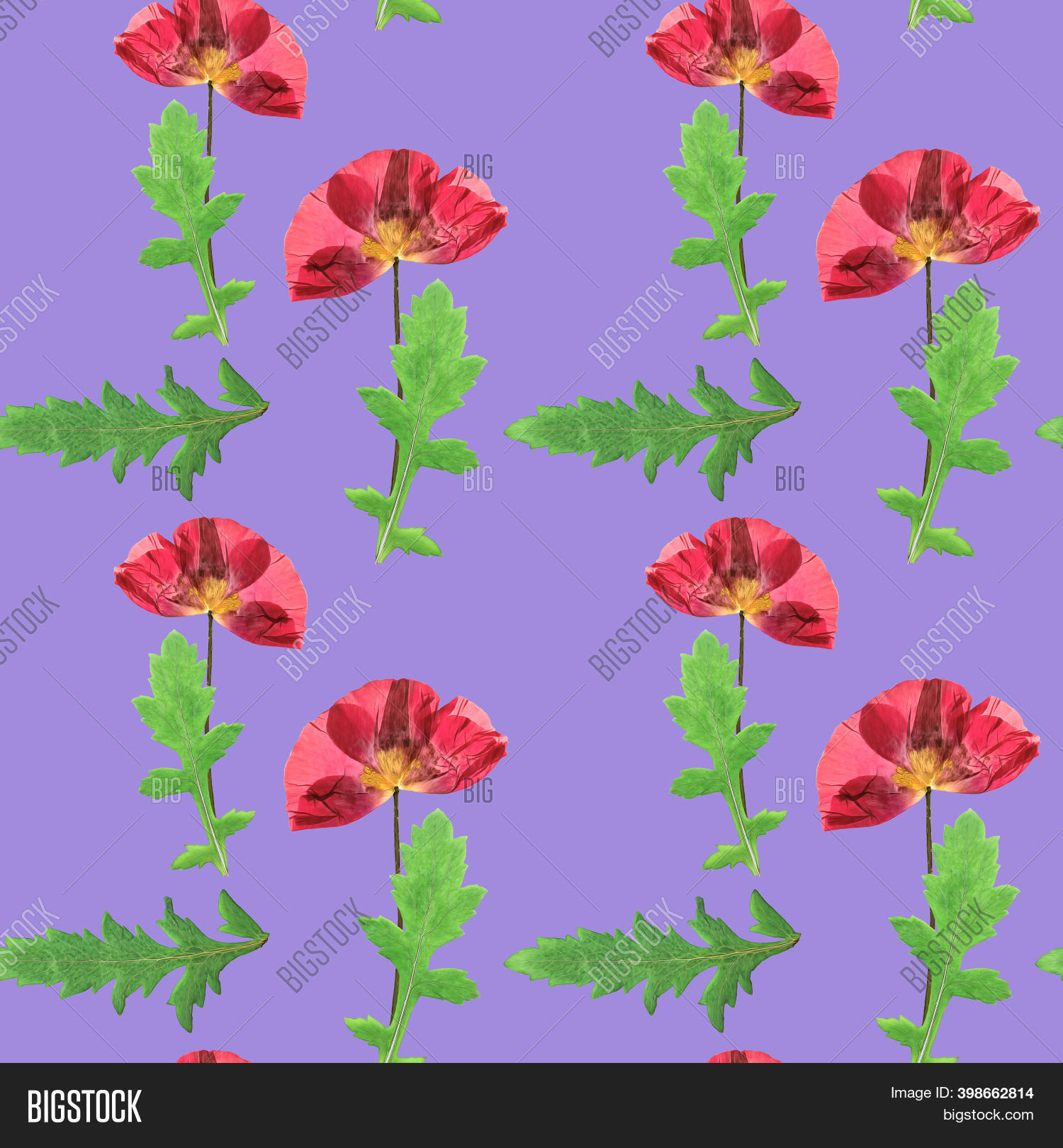 Poppy. Illustration, Image & Photo (Free Trial) | Bigstock