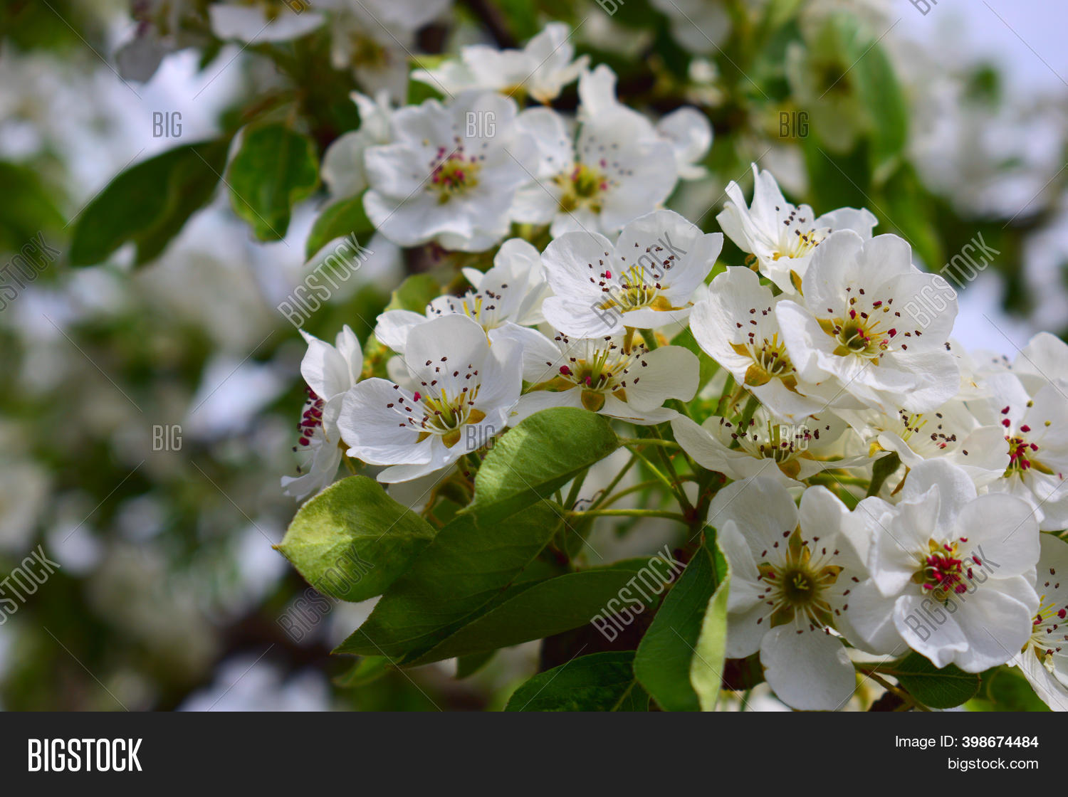 Wild Pear Flowers Image & Photo (Free Trial) | Bigstock