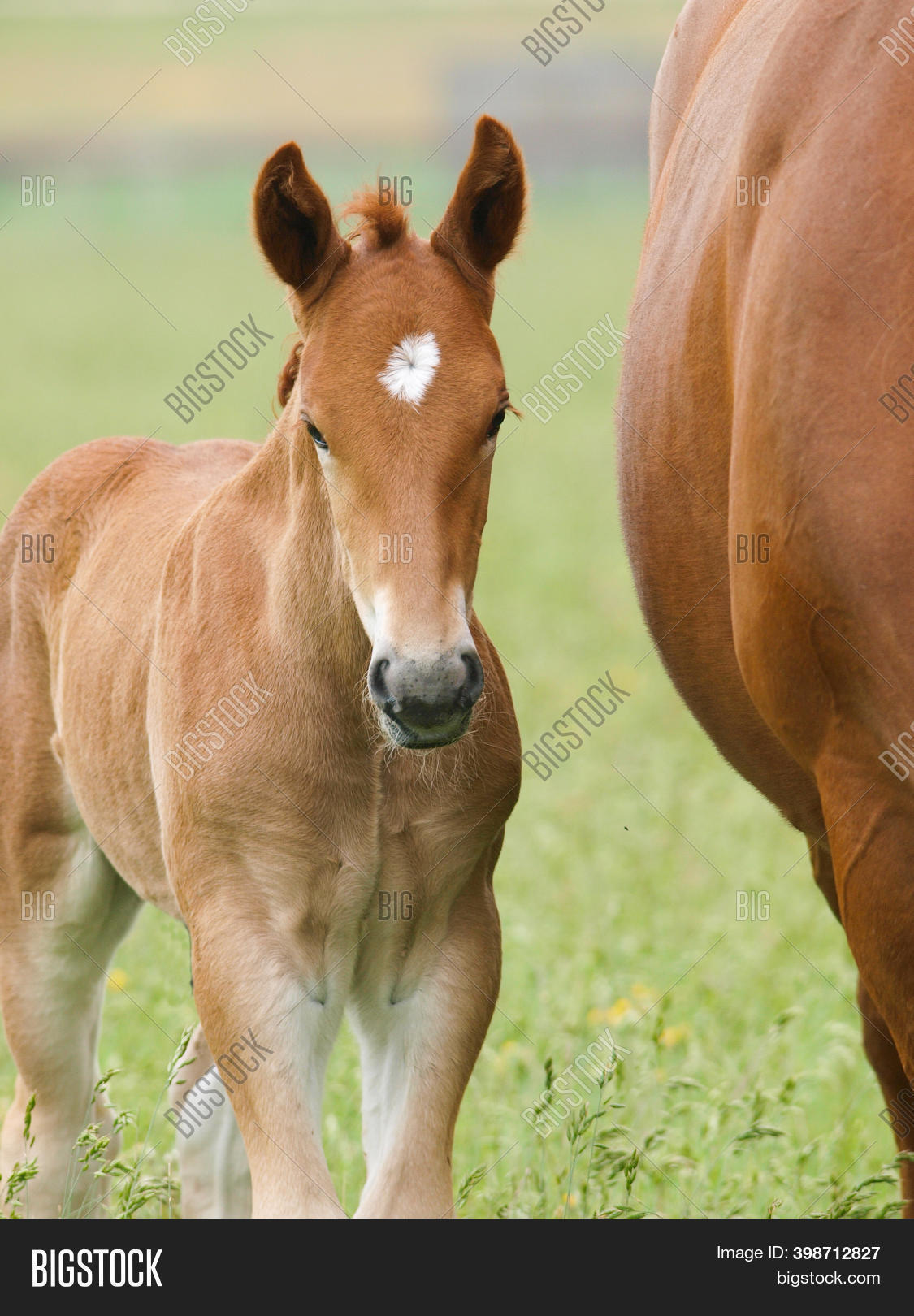 Rare Breed Suffolk Image & Photo (Free Trial) | Bigstock