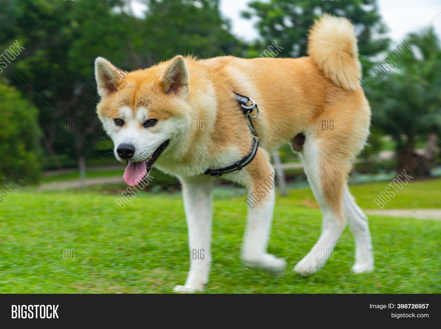 Smiling Akita Dog Image & Photo (Free Trial) | Bigstock