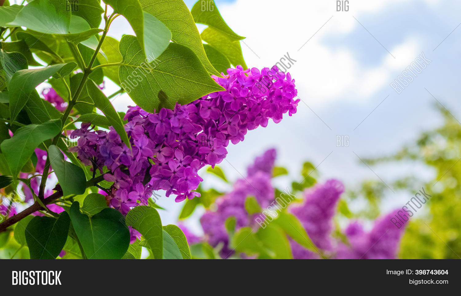 Lilac Flowers. Purple Image & Photo (Free Trial) | Bigstock