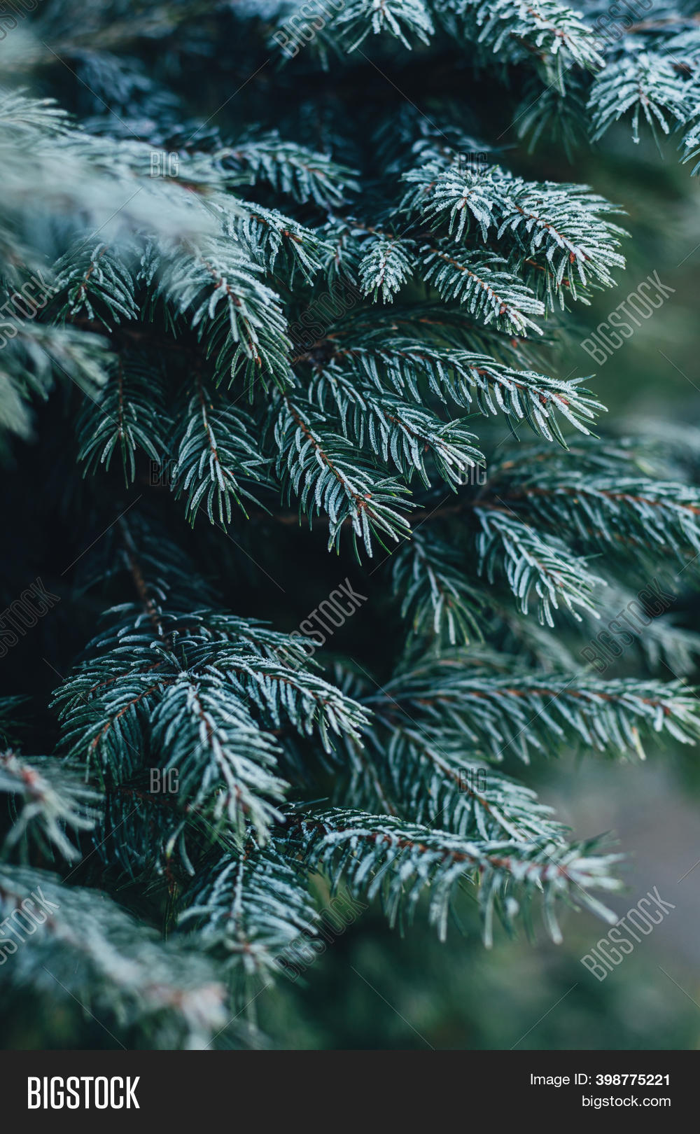 Fluffy Branches Fir- Image & Photo (Free Trial) | Bigstock
