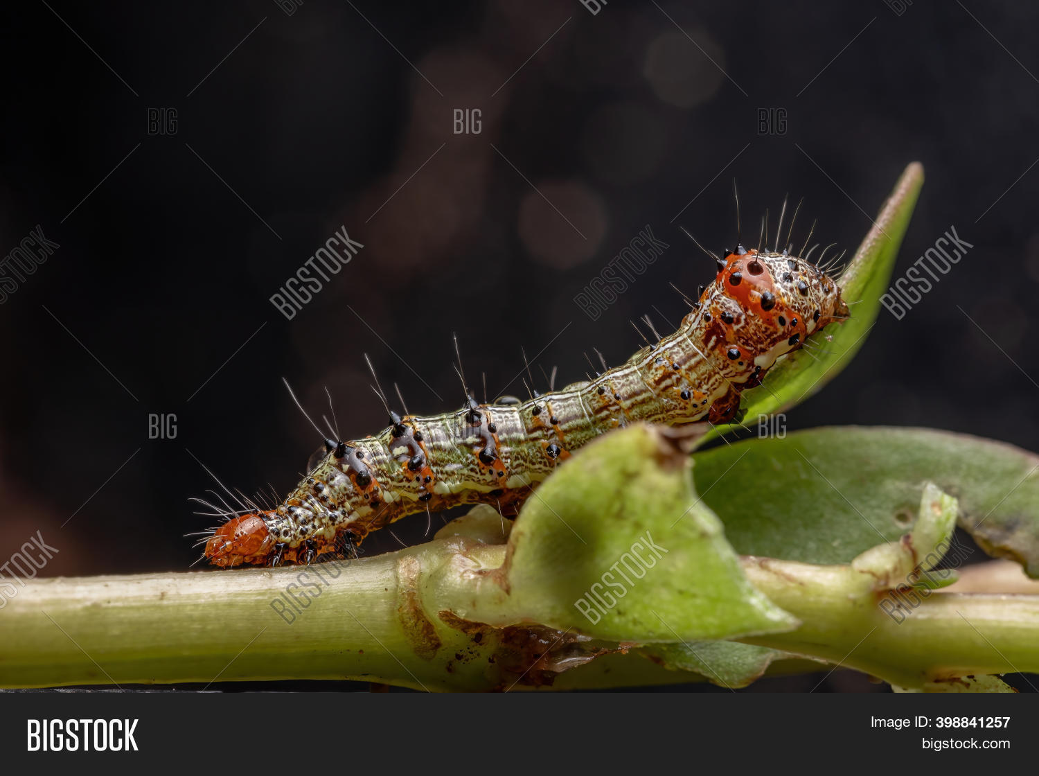Caterpillar Eating Image & Photo (Free Trial) | Bigstock