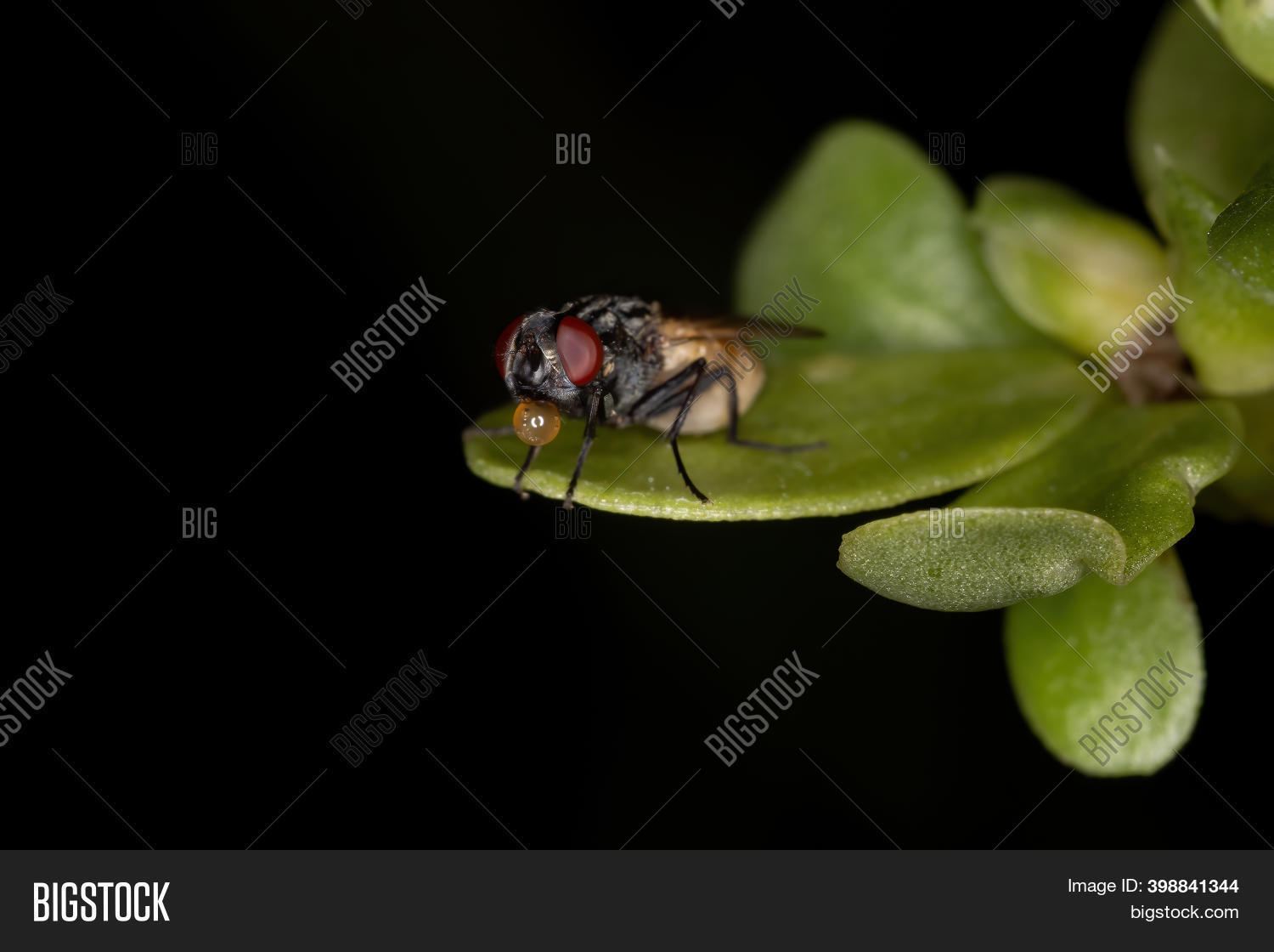 House Fly Species Image & Photo (Free Trial) | Bigstock