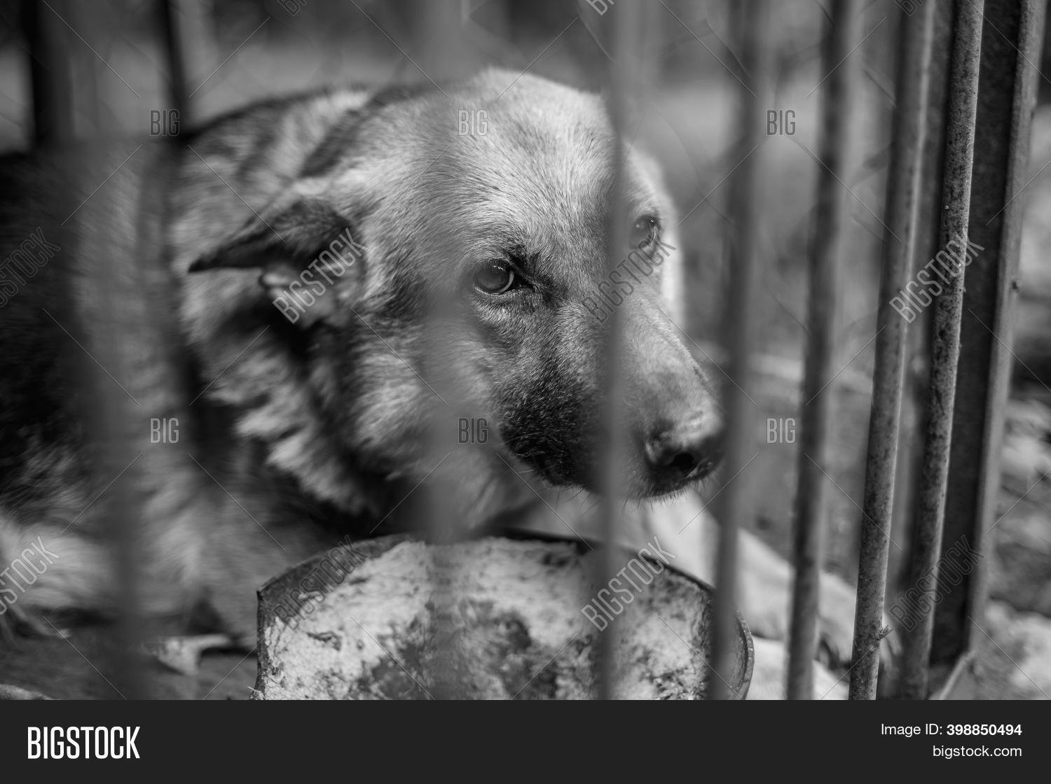 Big Sad Shepherd Old Image & Photo (Free Trial) | Bigstock