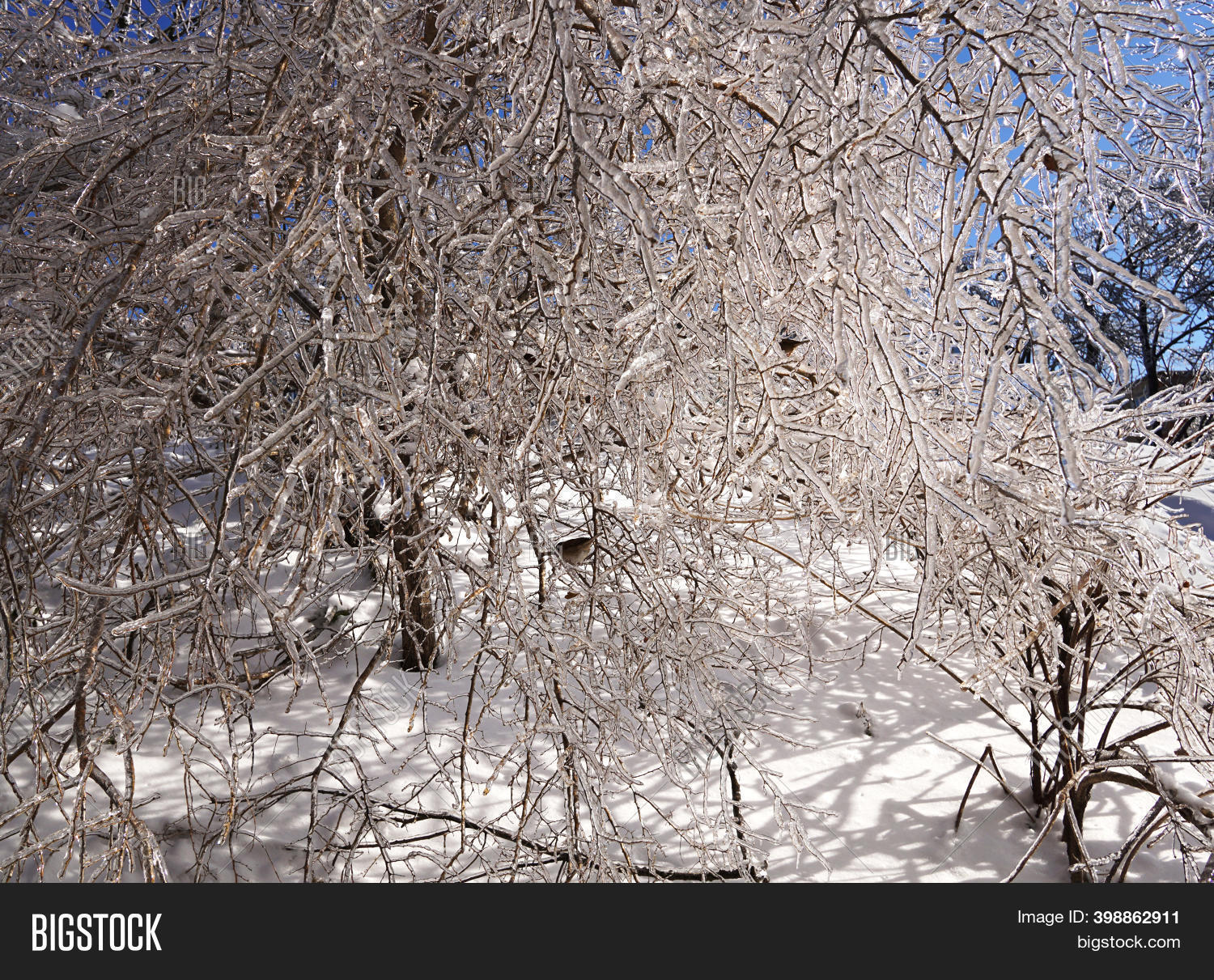 All Trees Covered Ice Image & Photo (Free Trial) | Bigstock