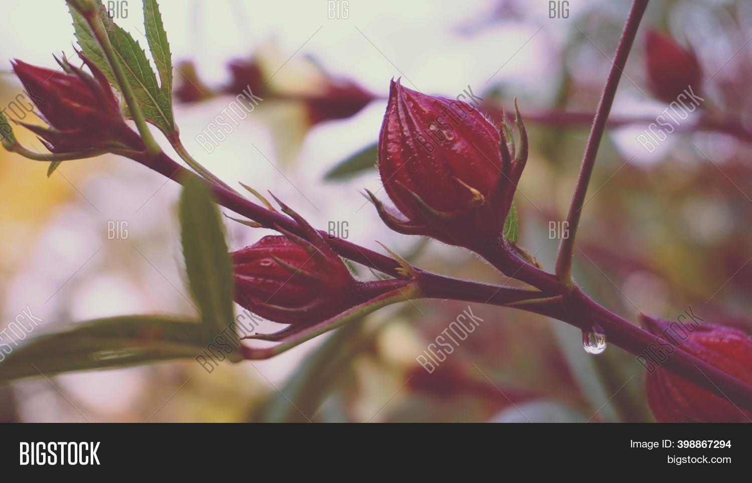 Photo Artistic Red Image & Photo (Free Trial) | Bigstock