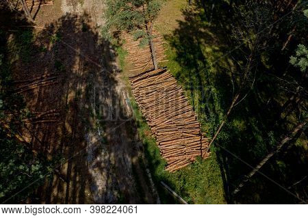 Felling Tree. Wooden Image & Photo (Free Trial) | Bigstock