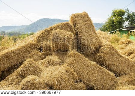 Reeds Texture. Straw Image & Photo (Free Trial) | Bigstock