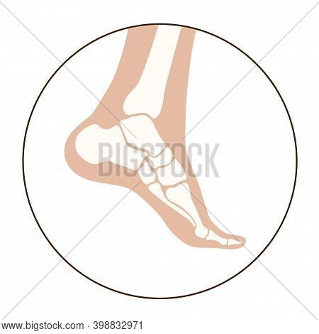 Human Ankle Icon Vector & Photo (Free Trial) | Bigstock