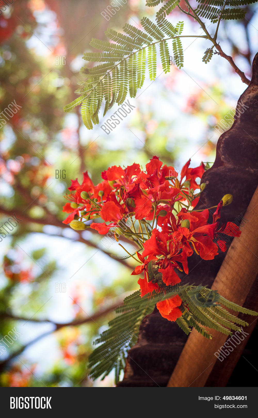 Delonix Regia Image & Photo (Free Trial) | Bigstock
