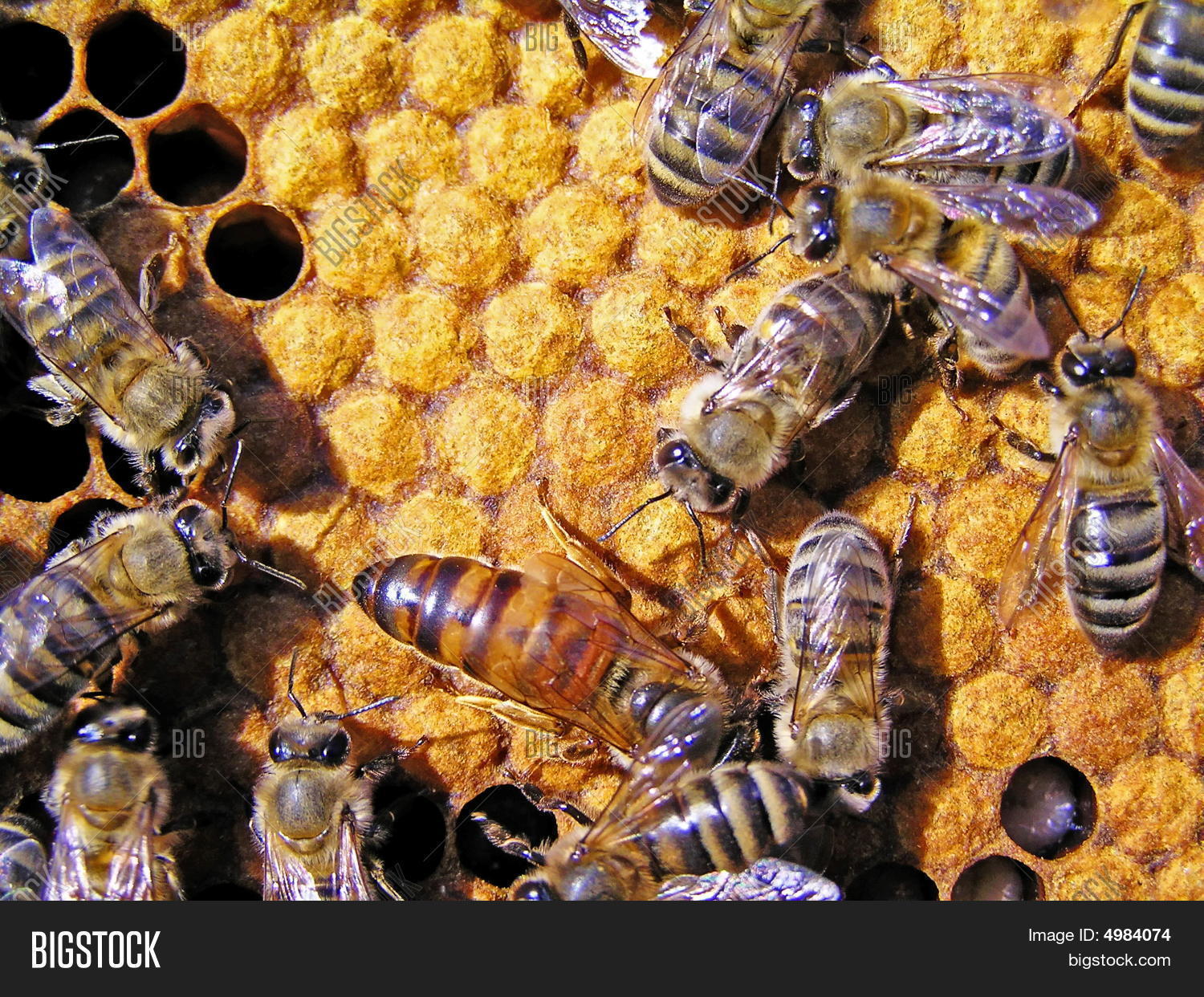 Queen Bee Behind Work Image & Photo (Free Trial) | Bigstock