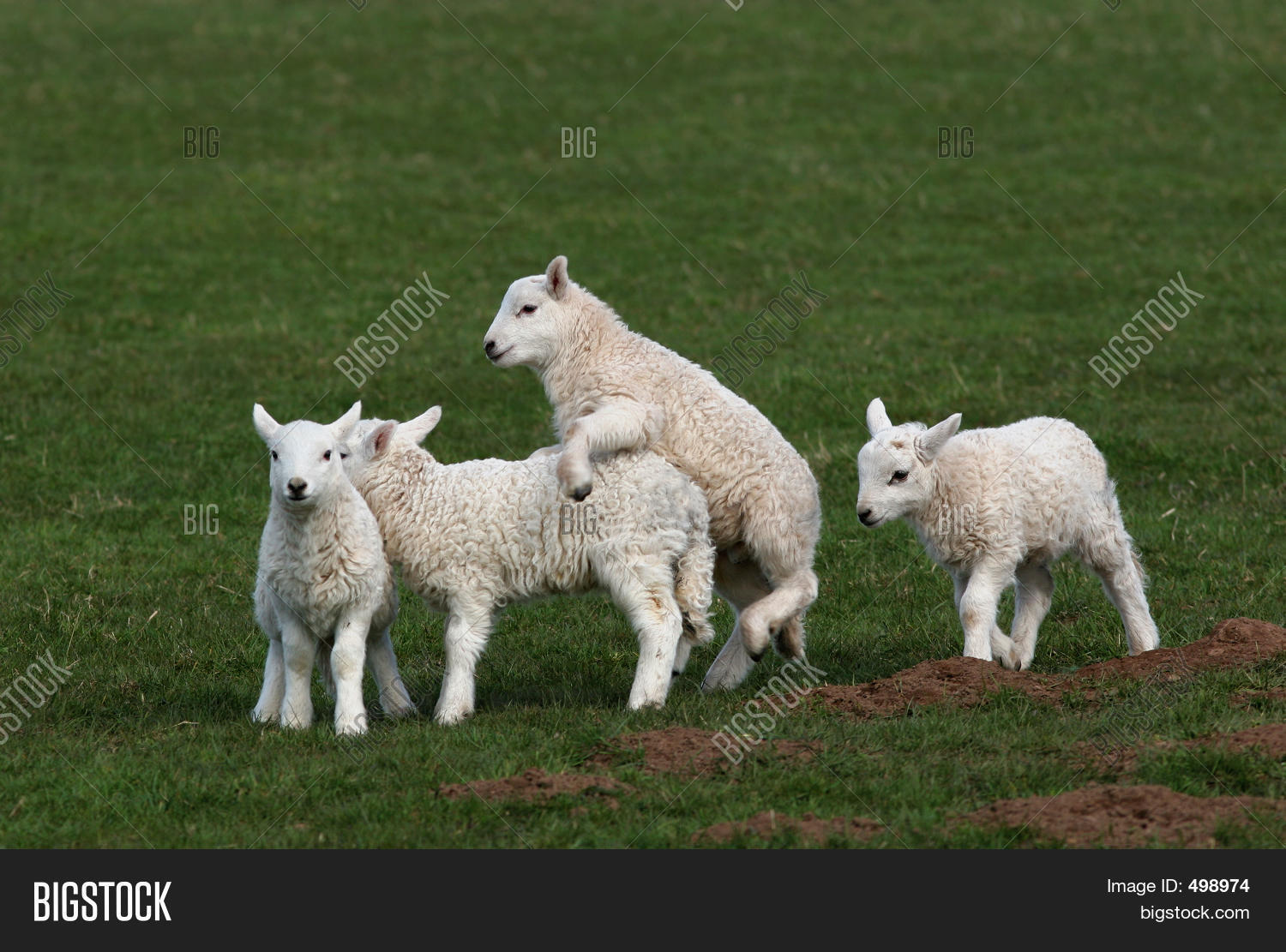 Lambs Playing Image & Photo (Free Trial) | Bigstock