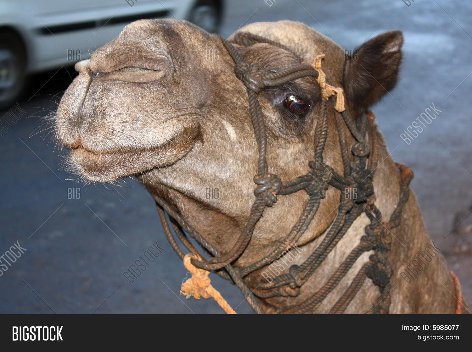 Smiling Camel Image & Photo (Free Trial) | Bigstock