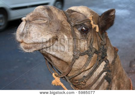 Smiling Camel Image & Photo (Free Trial) | Bigstock