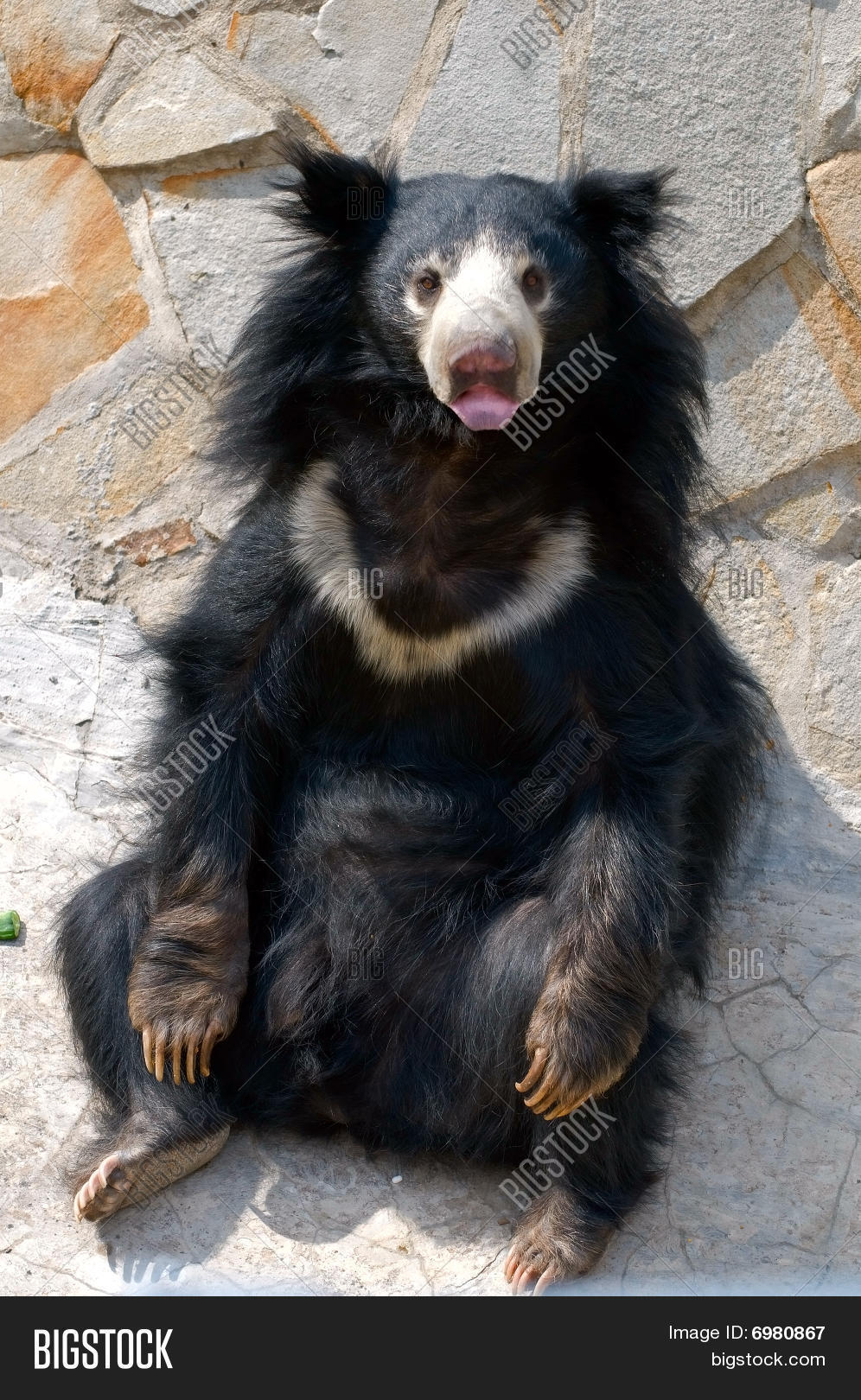 Sloth Bear Image & Photo (Free Trial) | Bigstock