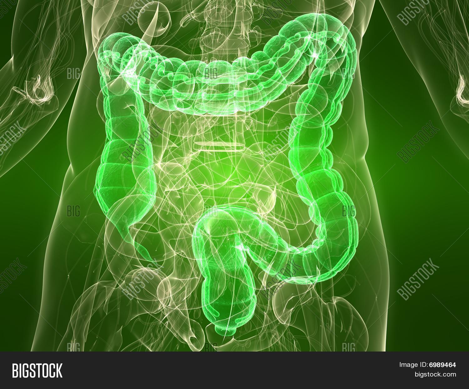 Imagen y foto Colon Saludable (prueba gratis) | Bigstock