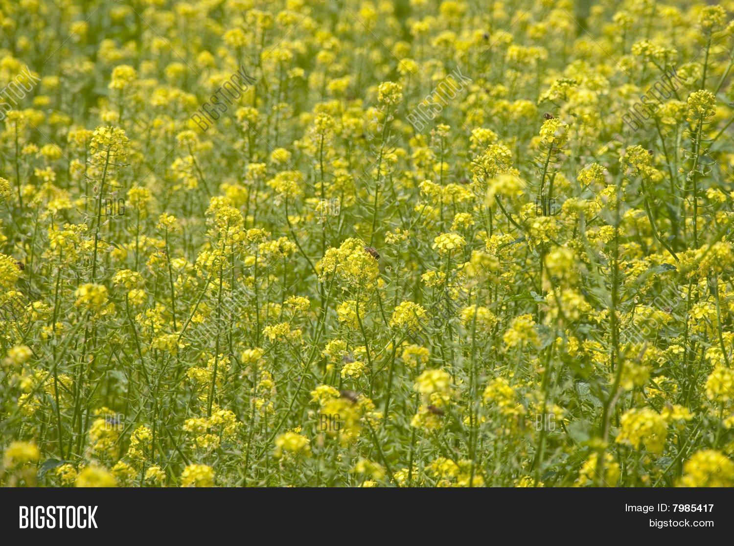 Sinapis Nigra Image & Photo (Free Trial) | Bigstock