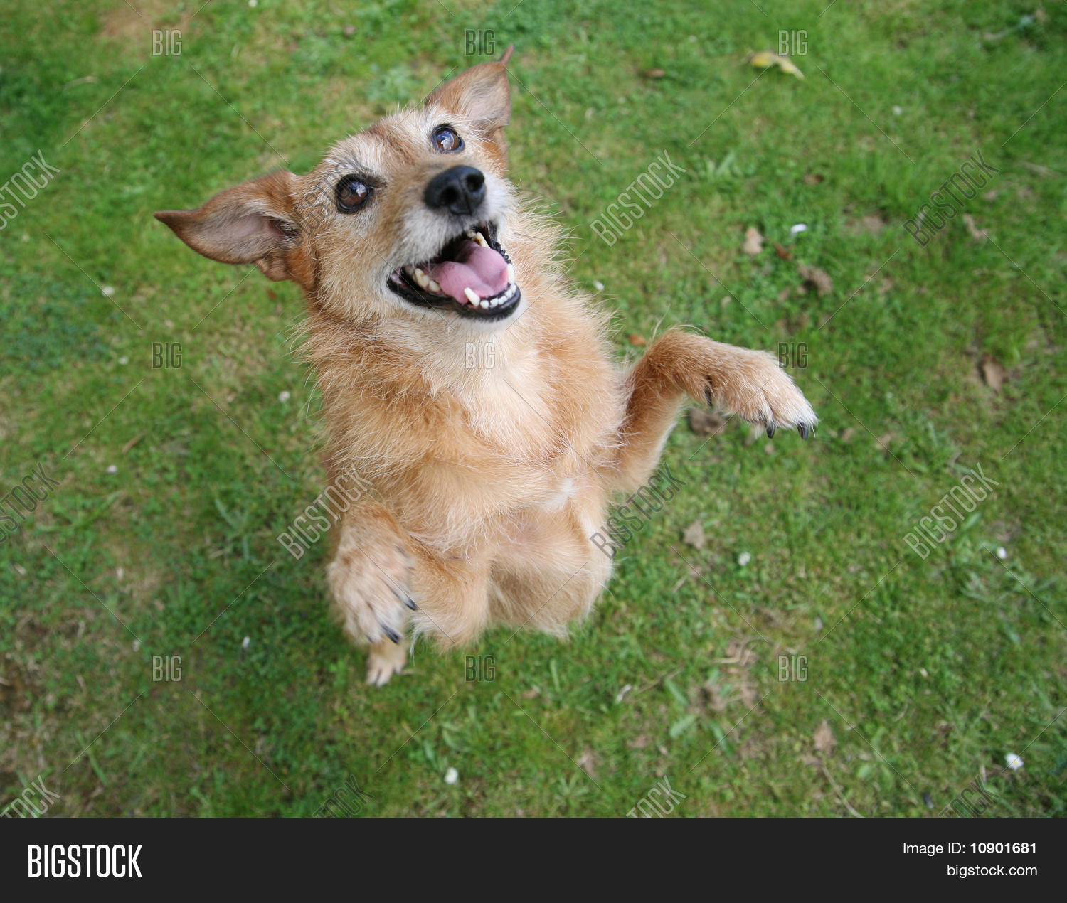 Cute Scruffy Dog Image & Photo (Free Trial) | Bigstock