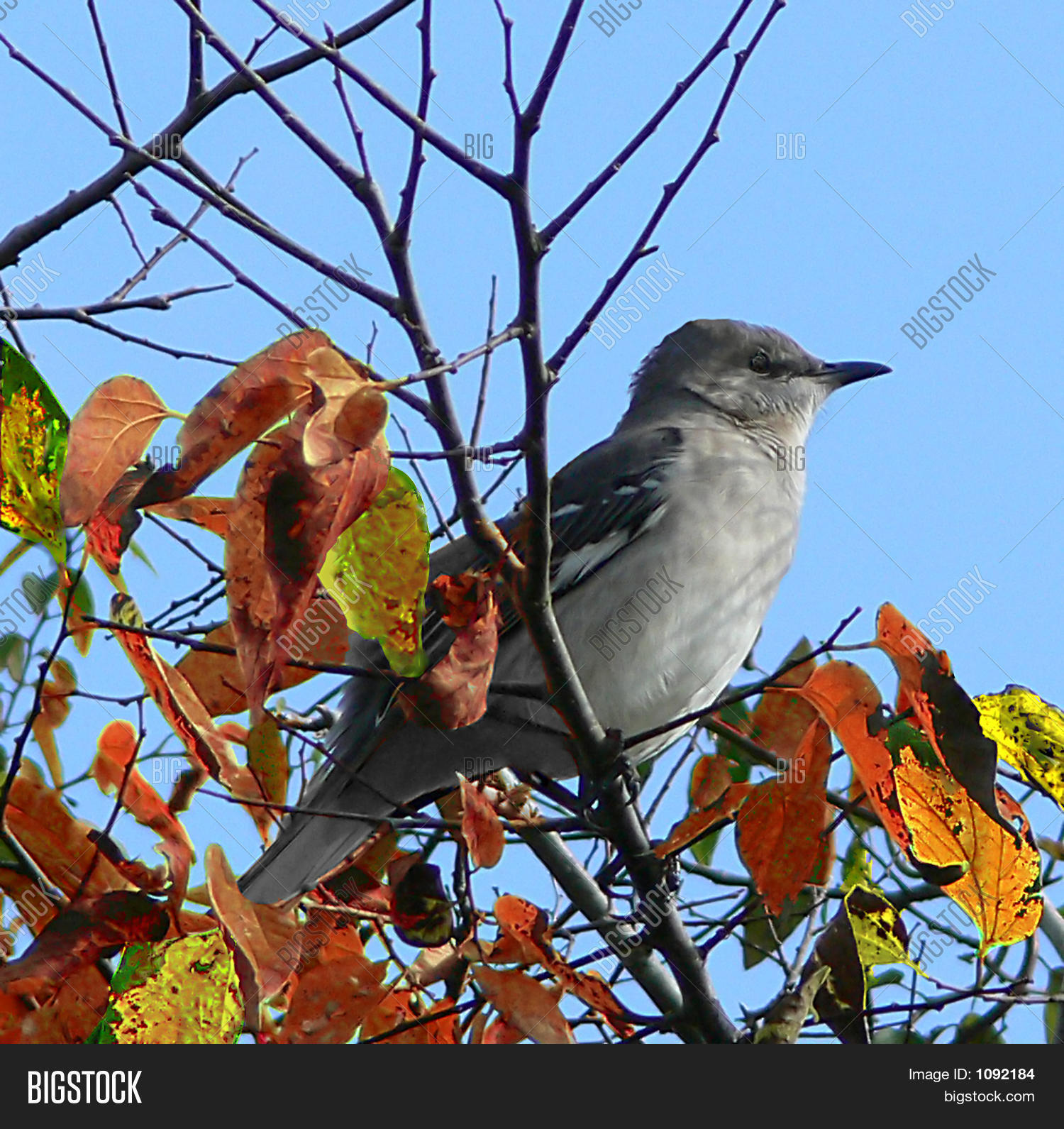 Bird Soft Grey Image & Photo (Free Trial) | Bigstock