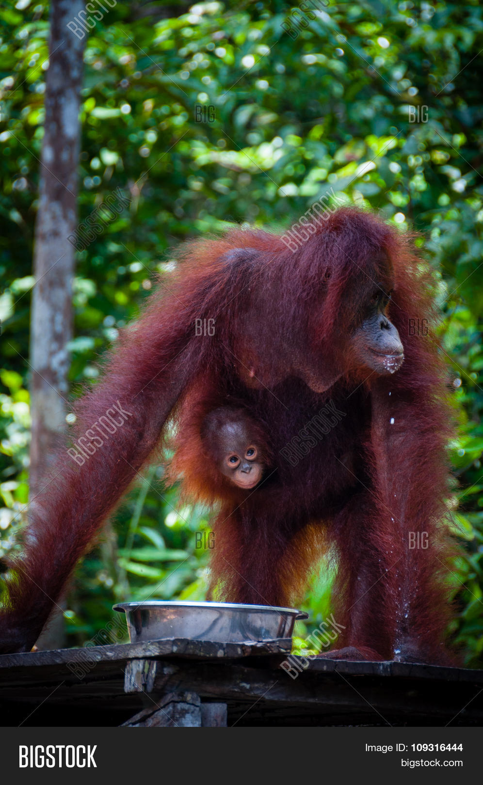 Female Orang Utang Image & Photo (Free Trial) | Bigstock