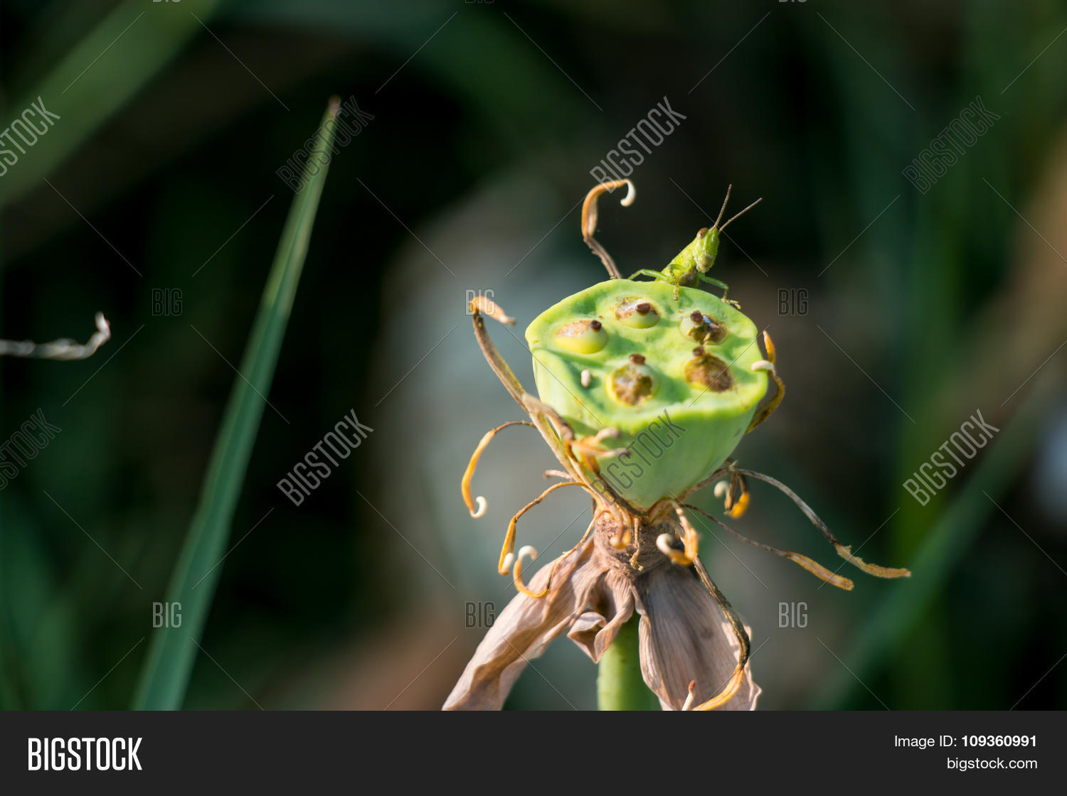 Grasshopper Eat Seed Image & Photo (Free Trial) | Bigstock