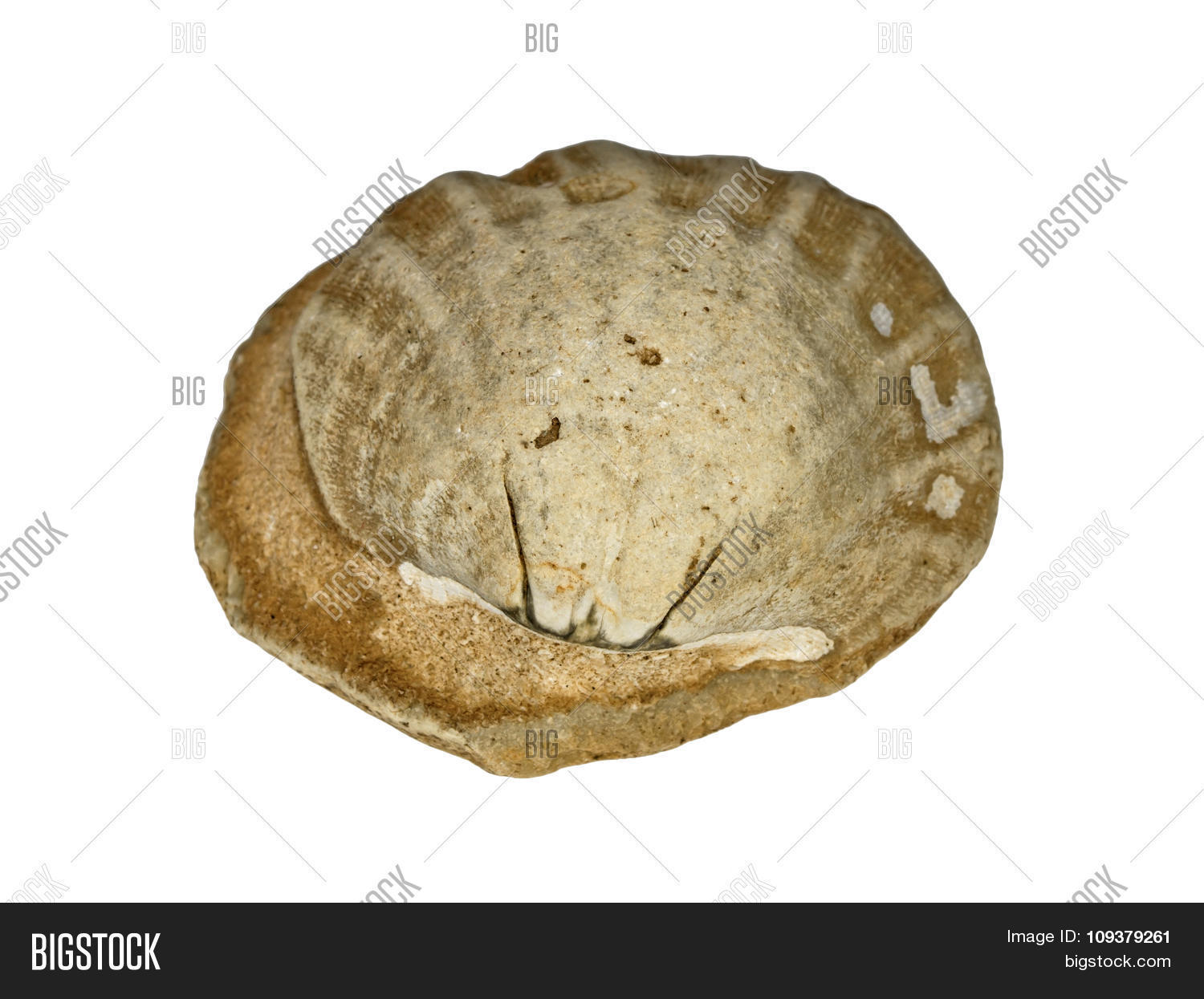 Round Shell Fossilized Image & Photo (Free Trial) | Bigstock