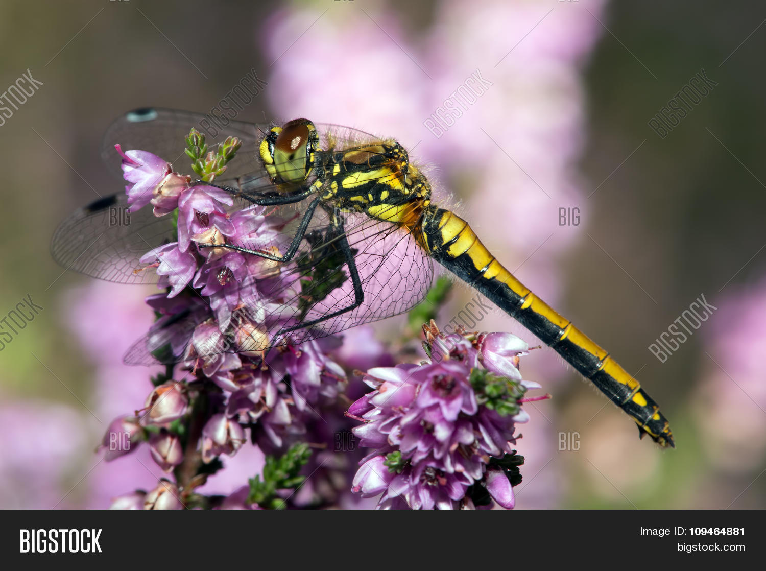 Common Darter Image & Photo (Free Trial) | Bigstock