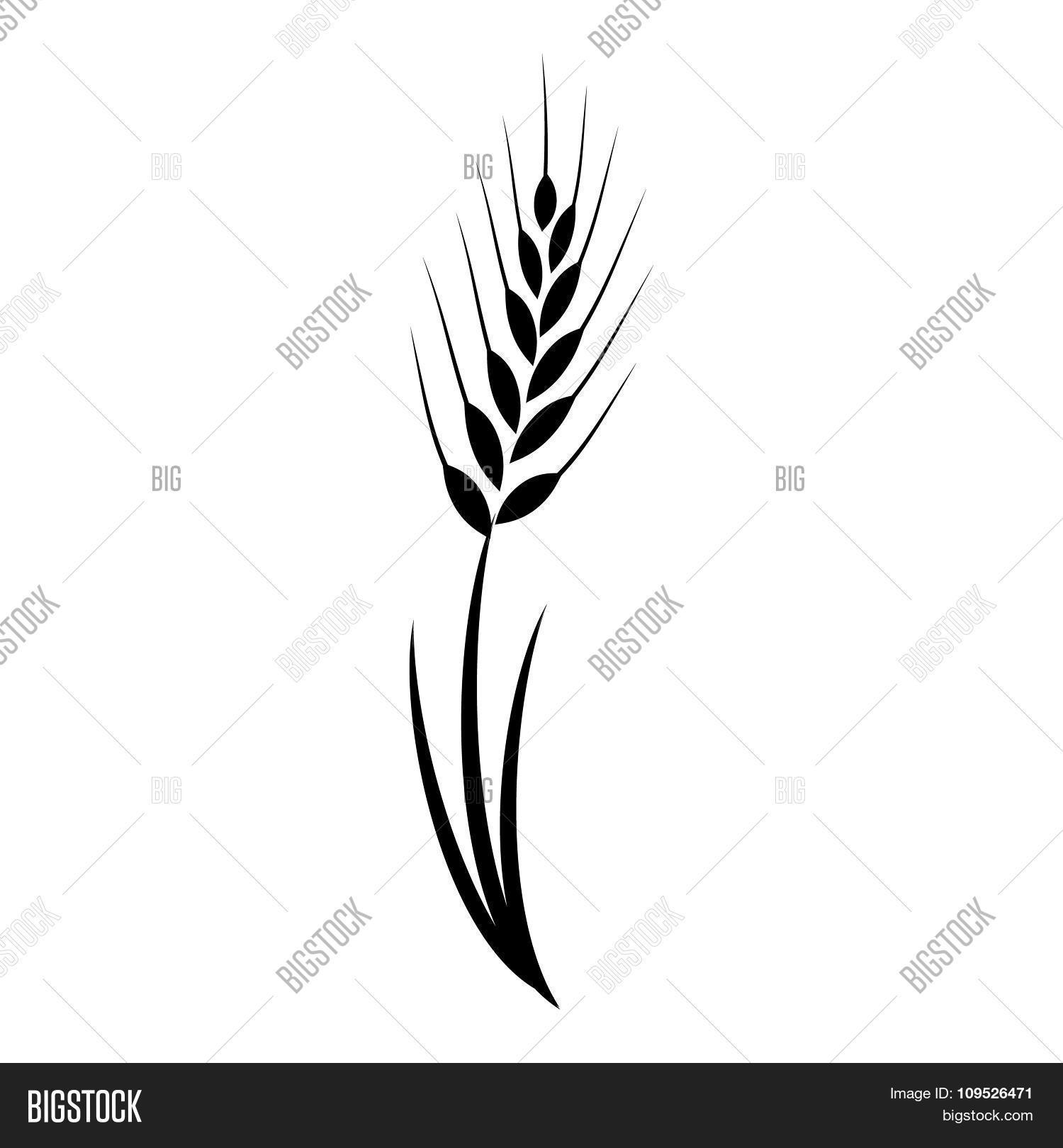 Wheat Grass Green Vector & Photo (Free Trial) | Bigstock
