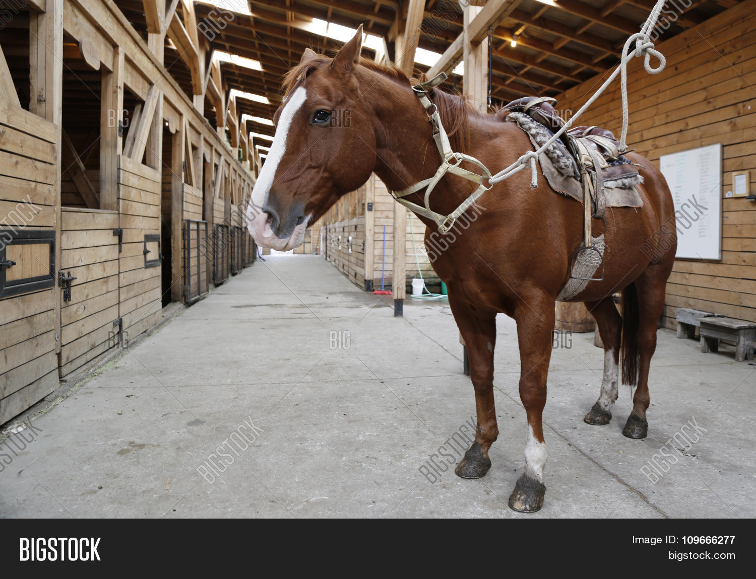 Brown Horse Stable Image & Photo (Free Trial) | Bigstock