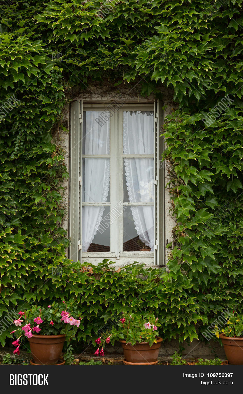 Vine Covered Window Image & Photo (Free Trial) | Bigstock