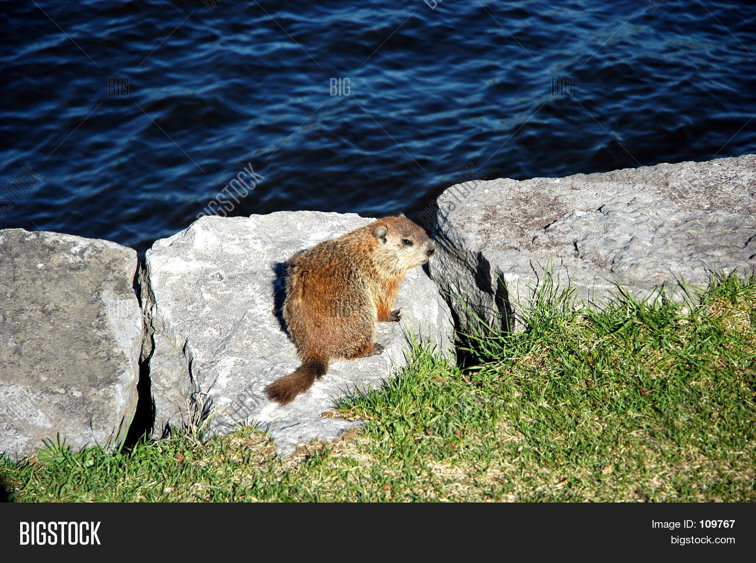 Fat Groundhog Image & Photo (Free Trial) | Bigstock
