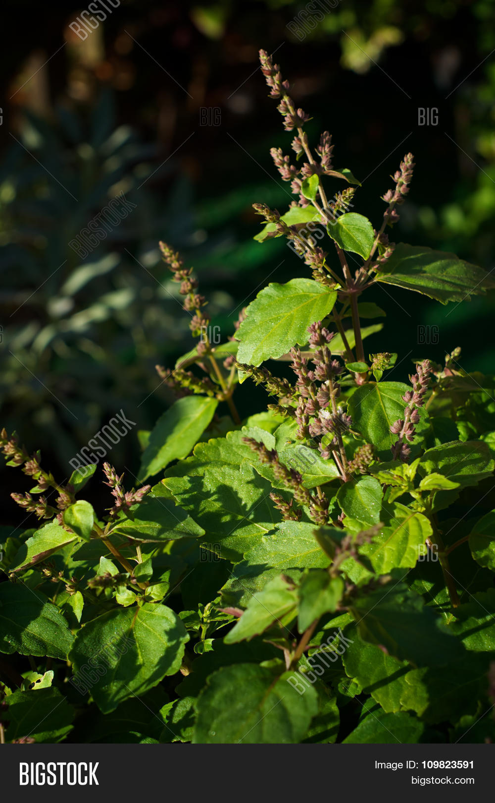 Patchouli Plant Image & Photo (Free Trial) | Bigstock