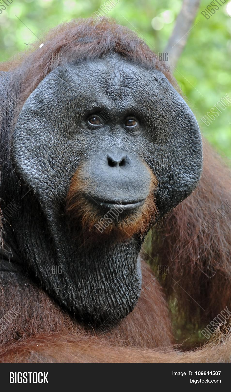 Adult Male Orangutan Image & Photo (Free Trial) | Bigstock