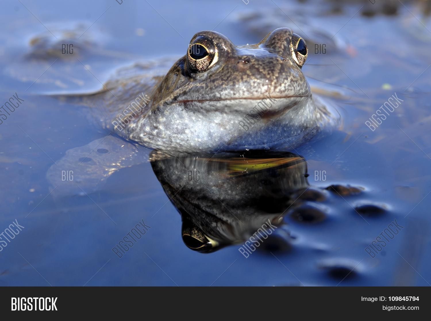 Common Frog (rana Image & Photo (Free Trial) | Bigstock
