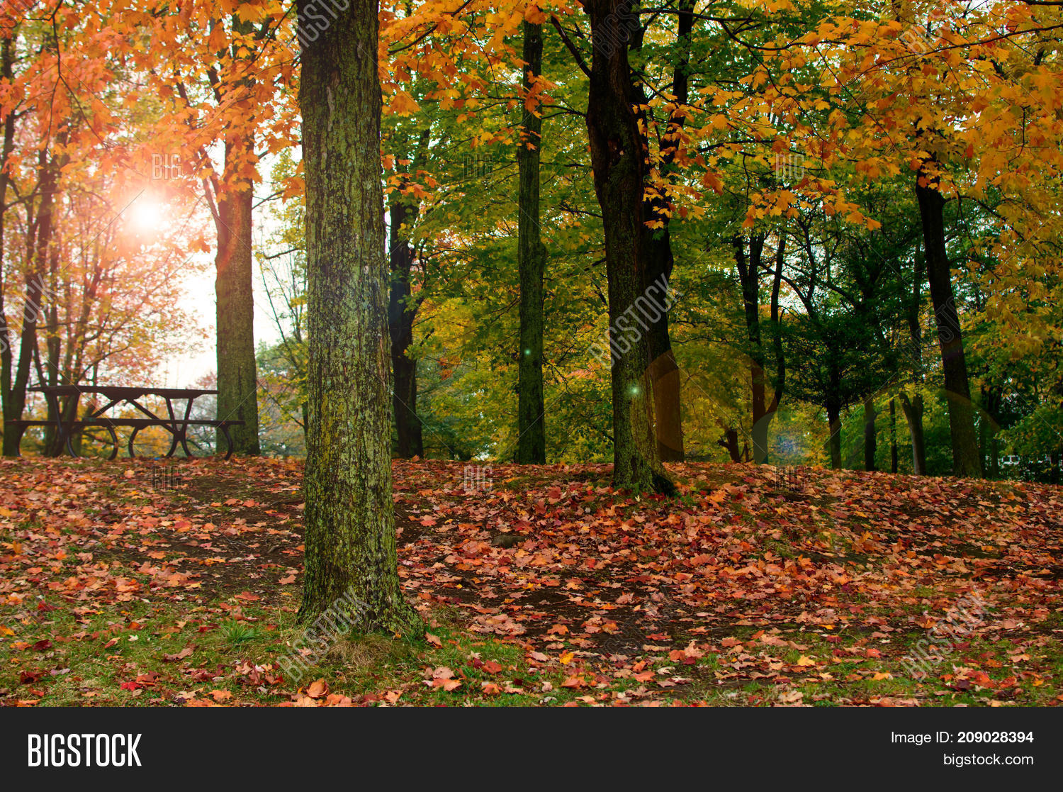 Autumn. Fall Scene. Image & Photo (Free Trial) | Bigstock
