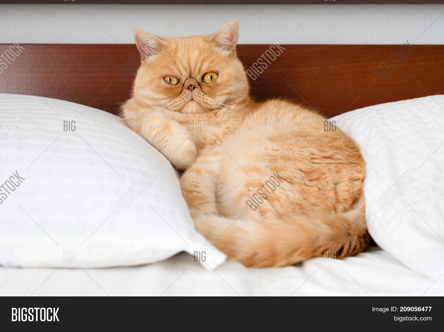 Exotic Ginger Persian Image & Photo (Free Trial) | Bigstock